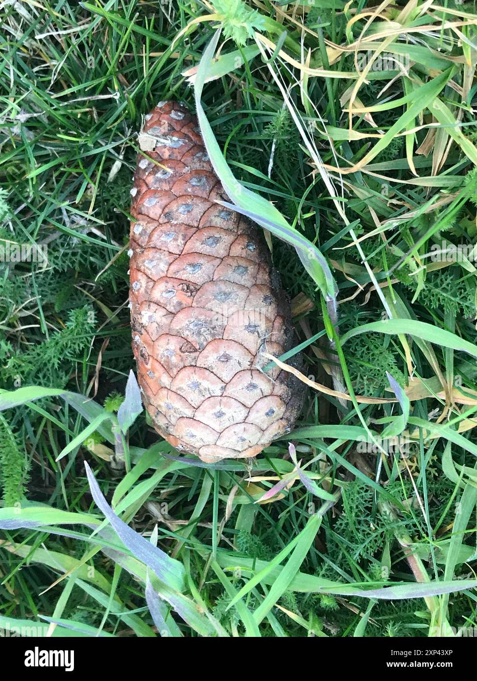 gray pine (Pinus sabiniana) Plantae Stock Photo - Alamy