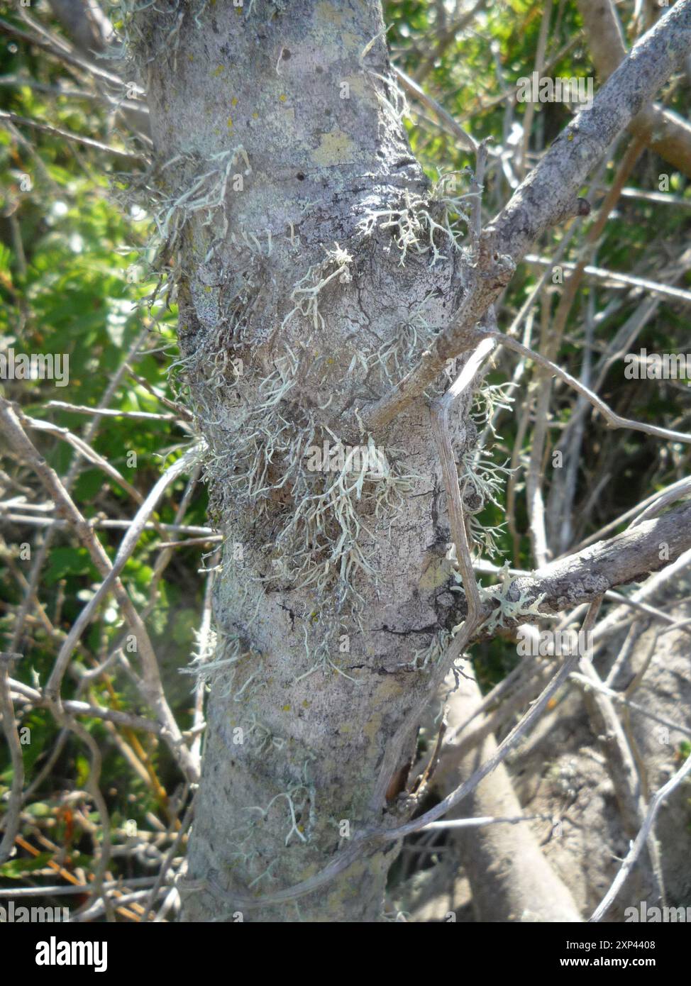Powdery Sea-Fog Lichen (Niebla cephalota) Fungi Stock Photo - Alamy