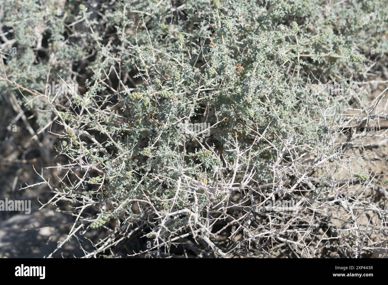 Burrobush (Ambrosia dumosa) Plantae Stock Photo - Alamy