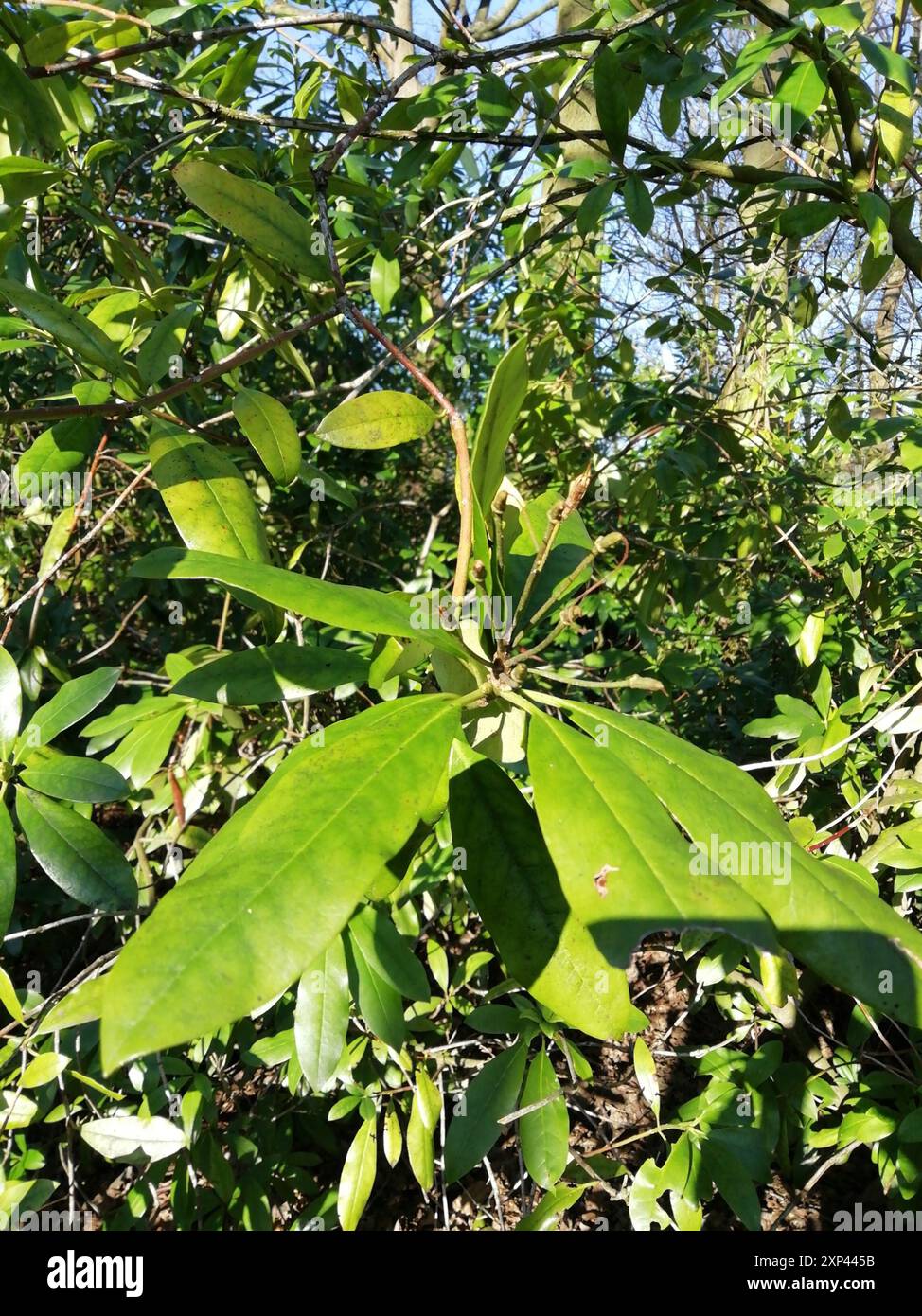Common Rhododendron (Rhododendron ponticum) Plantae Stock Photo - Alamy