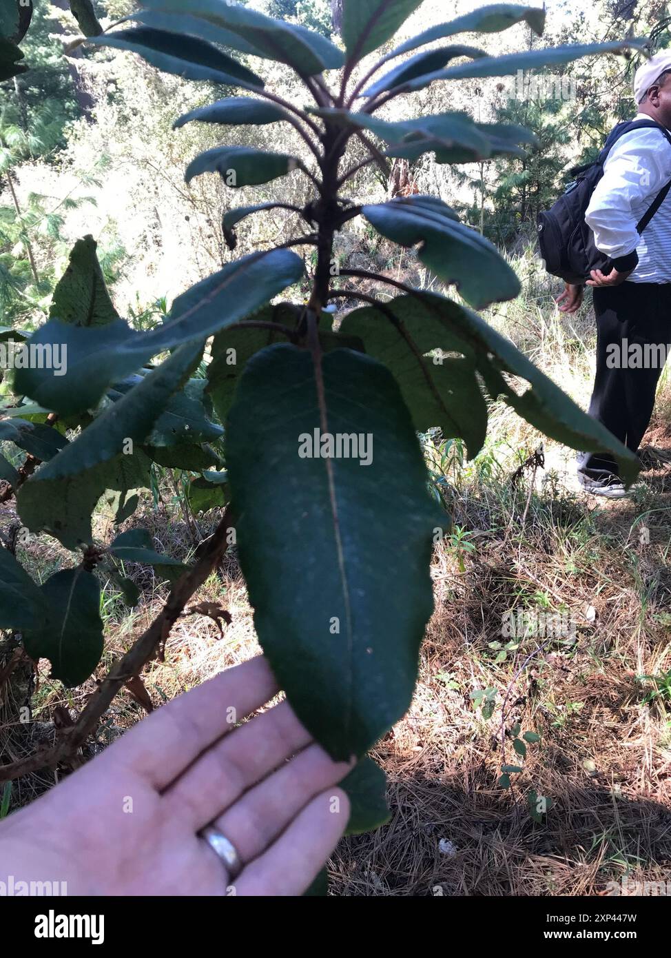 madrones (Arbutus) Plantae Stock Photo - Alamy