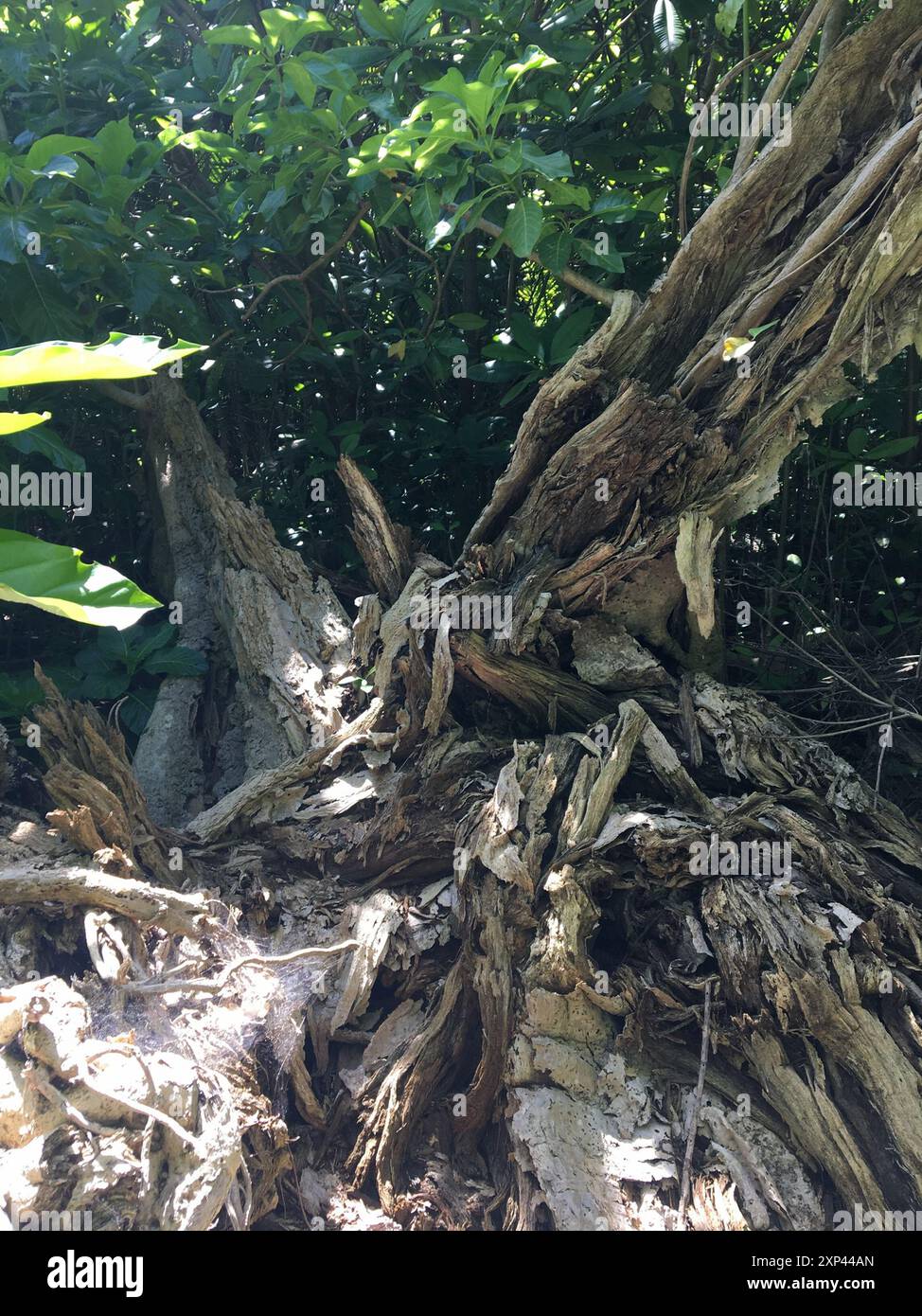 catchbirdtrees (Pisonia) Plantae Stock Photo - Alamy