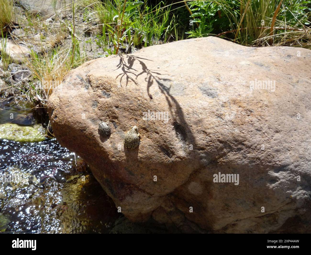 California Tree Frog (Pseudacris cadaverina) Amphibia Stock Photo - Alamy