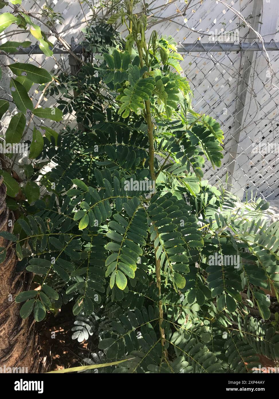 White leadtree (Leucaena leucocephala) Plantae Stock Photo - Alamy