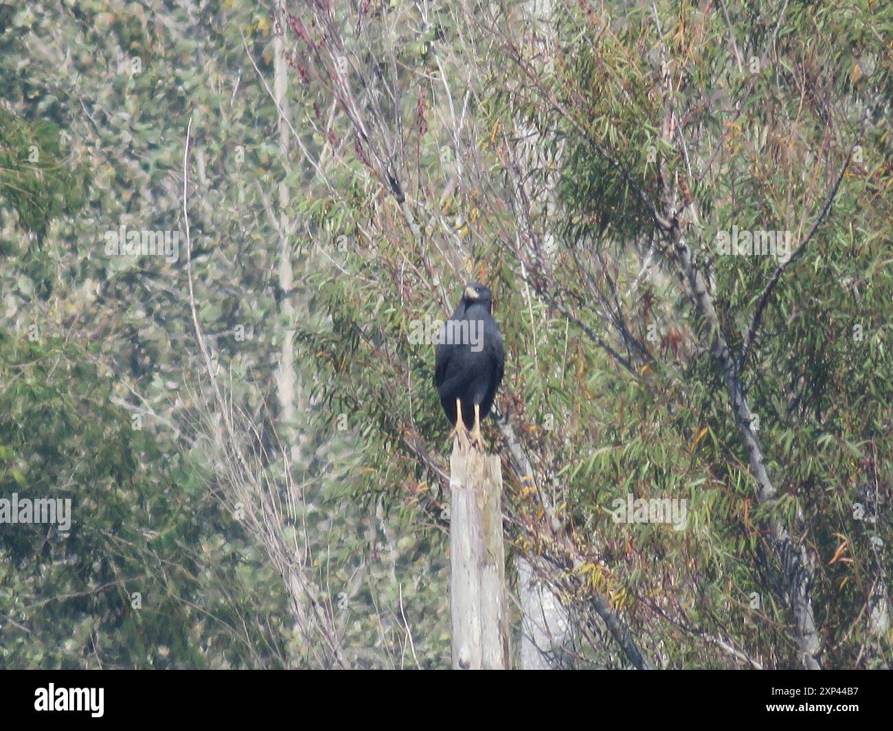Great Black Hawk (Buteogallus urubitinga) Aves Stock Photo - Alamy