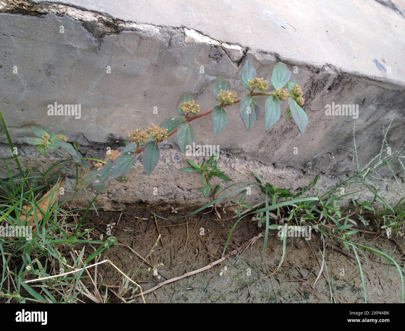 Asthma plant (Euphorbia hirta) Plantae Stock Photo - Alamy