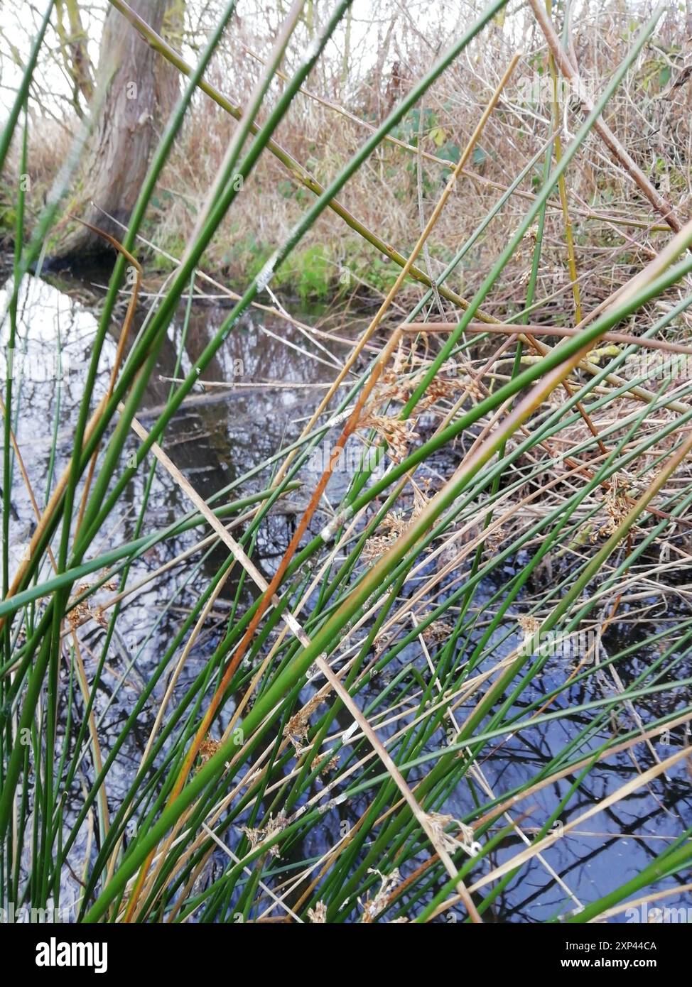 Soft Rush (Juncus effusus) Plantae Stock Photo - Alamy