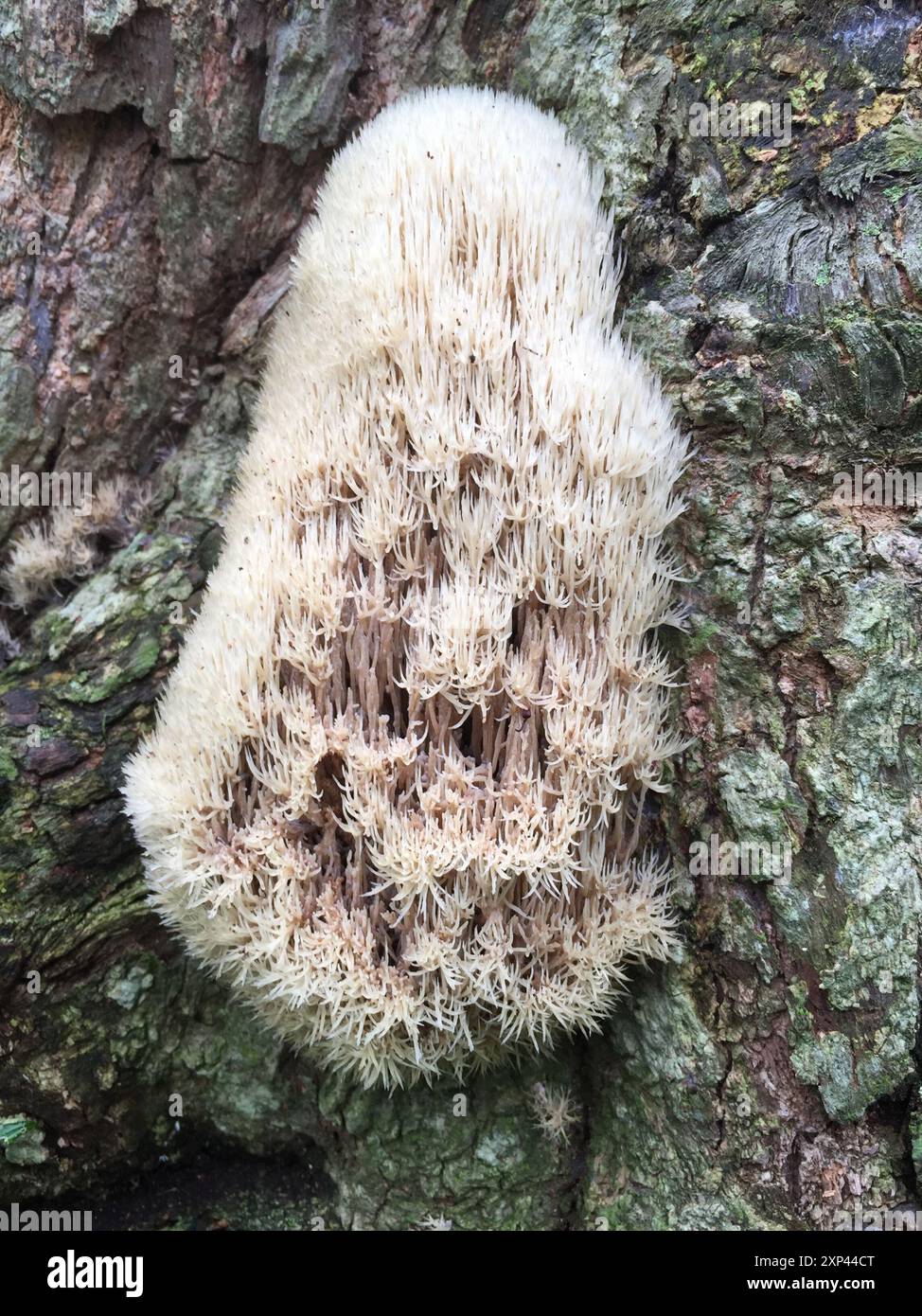 antler and spindle fungi (Clavariaceae) Fungi Stock Photo - Alamy