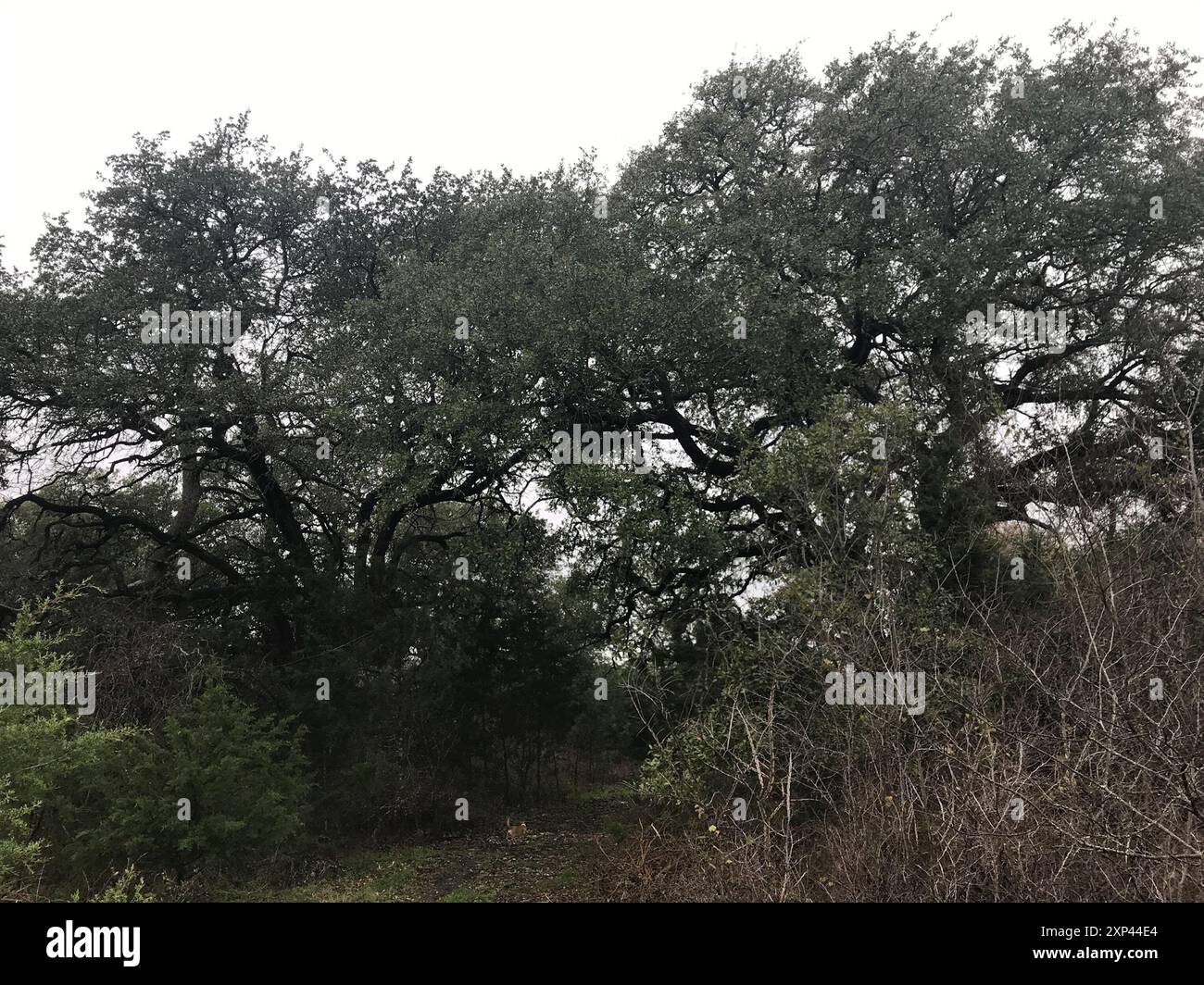 Texas live oak (Quercus fusiformis) Plantae Stock Photo - Alamy