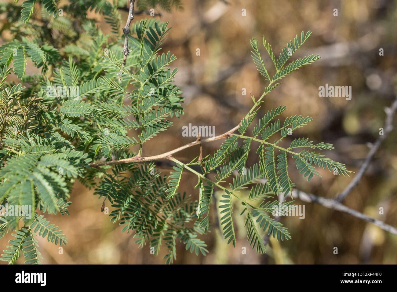 Mimosa biuncifera hi-res stock photography and images - Alamy