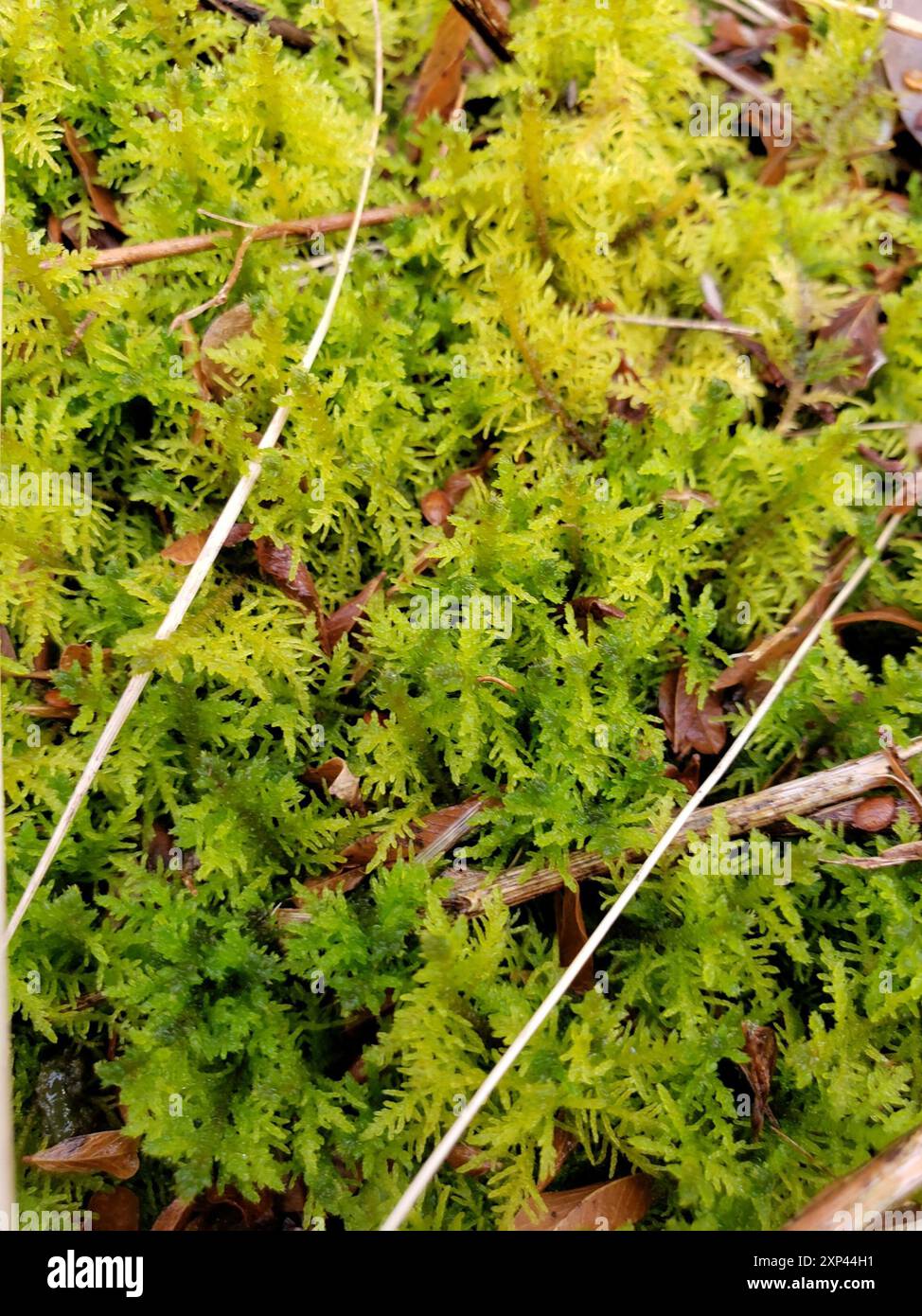 fern mosses (Thuidium) Plantae Stock Photo - Alamy