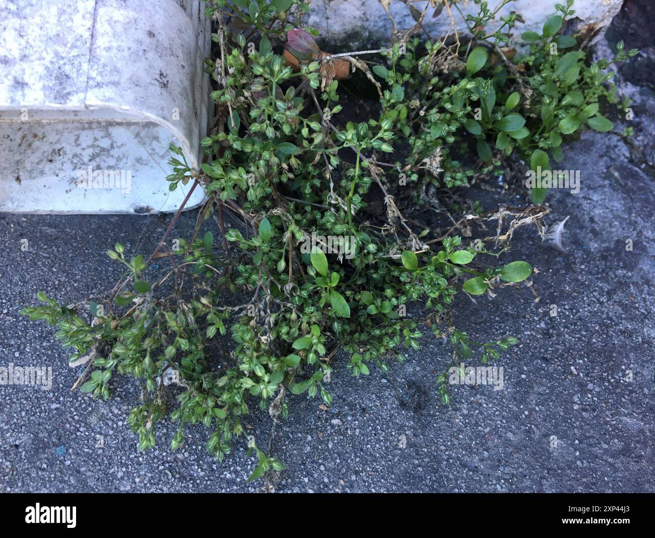 fourleaf manyseed (Polycarpon tetraphyllum) Plantae Stock Photo - Alamy