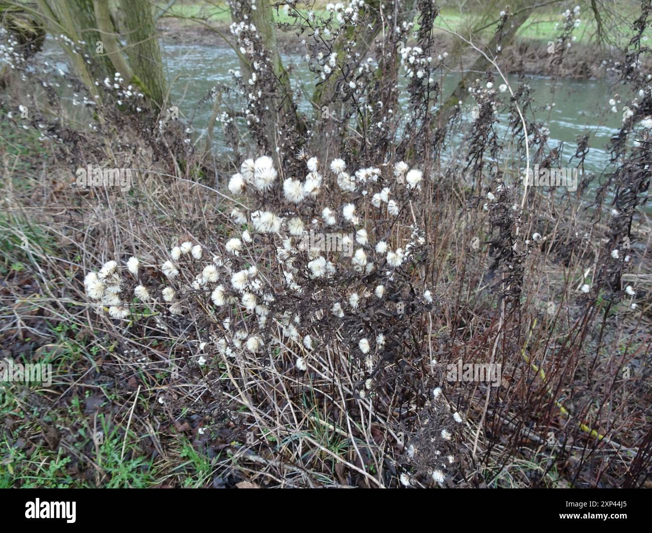 panicled aster (Symphyotrichum lanceolatum) Plantae Stock Photo - Alamy