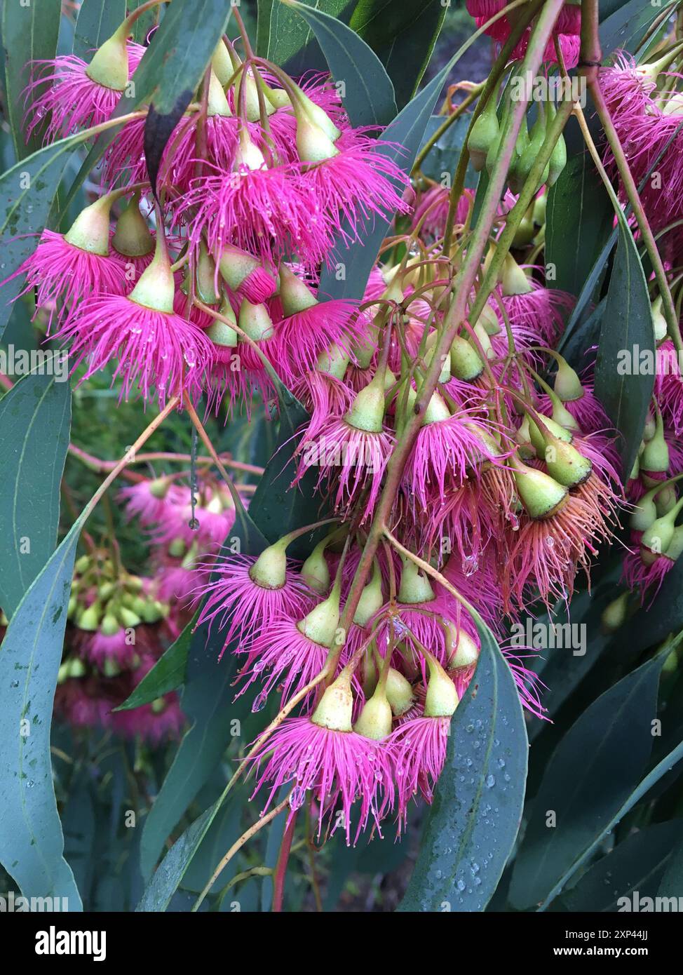 Red Ironbark (Eucalyptus sideroxylon) Plantae Stock Photo - Alamy