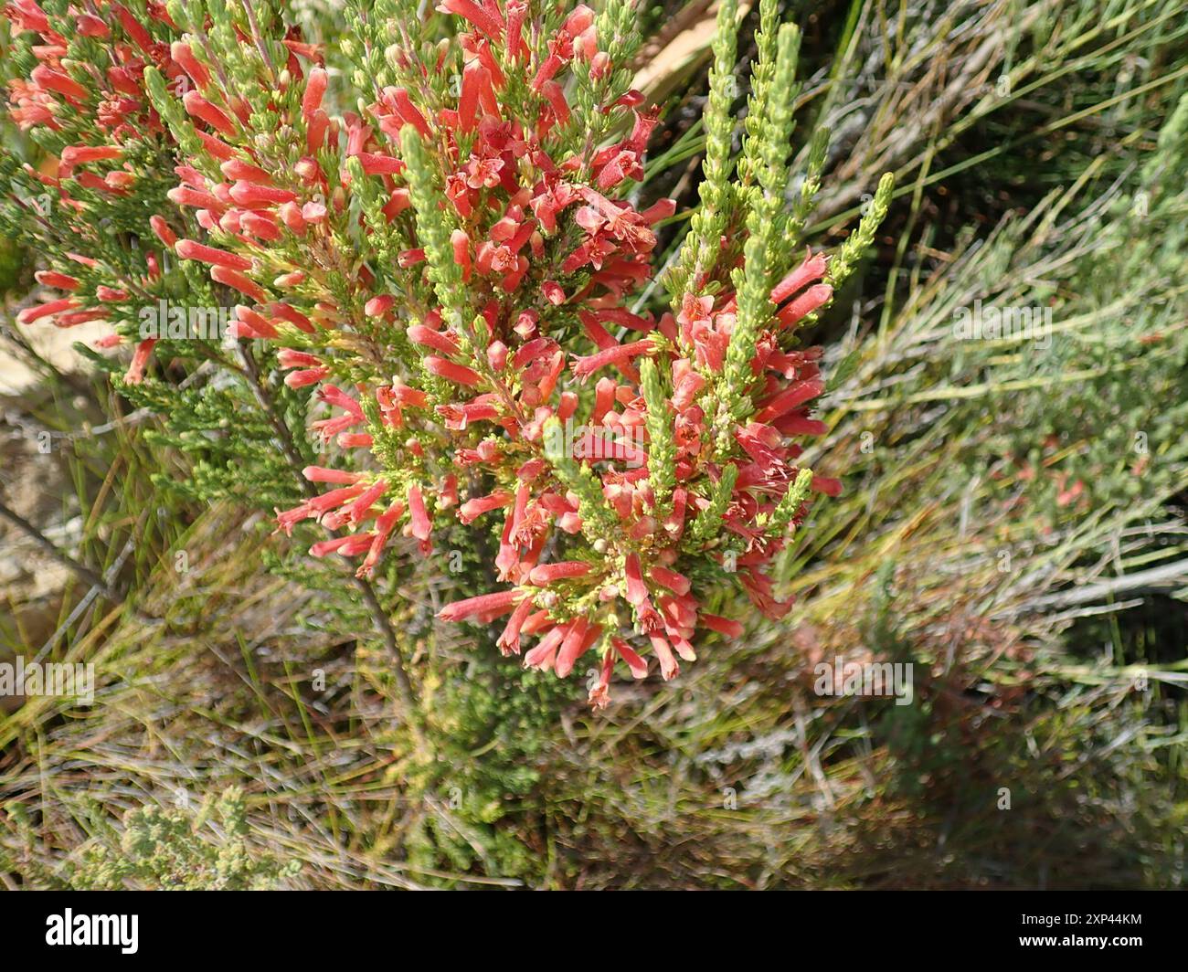 Common Water Heath (Erica curviflora curviflora) Plantae Stock Photo ...