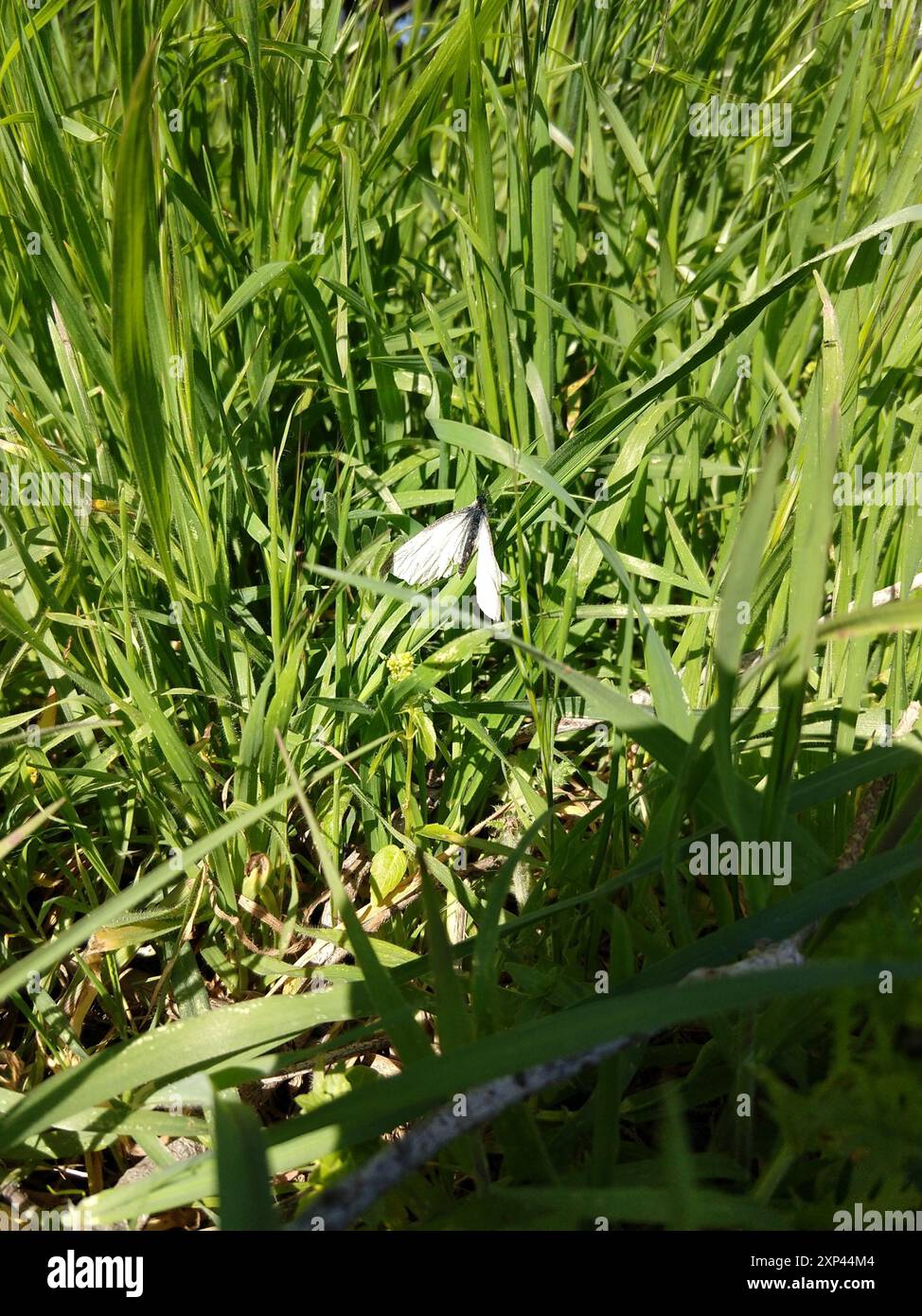 Garden Whites (Pieris) Insecta Stock Photo - Alamy