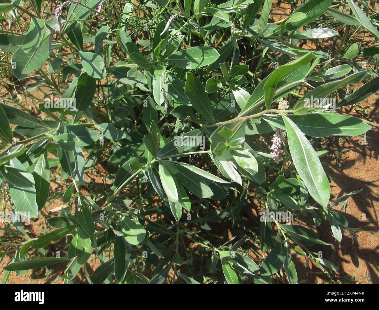 silver terminalia (Terminalia sericea) Plantae Stock Photo - Alamy