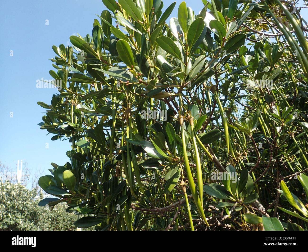 (Kandelia obovata) Plantae Stock Photo - Alamy