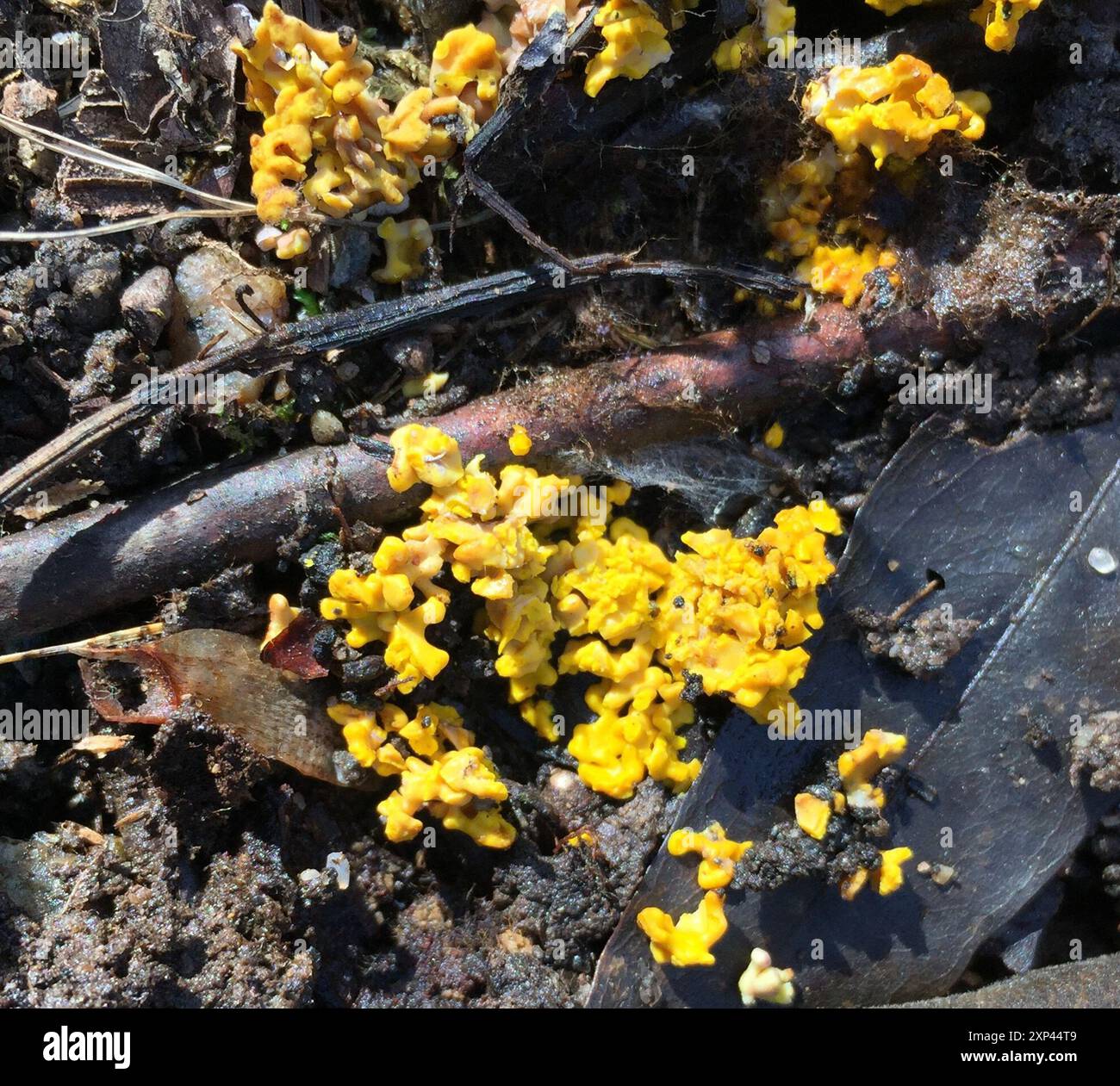 true slime molds (Myxomycetes) Protozoa Stock Photo - Alamy