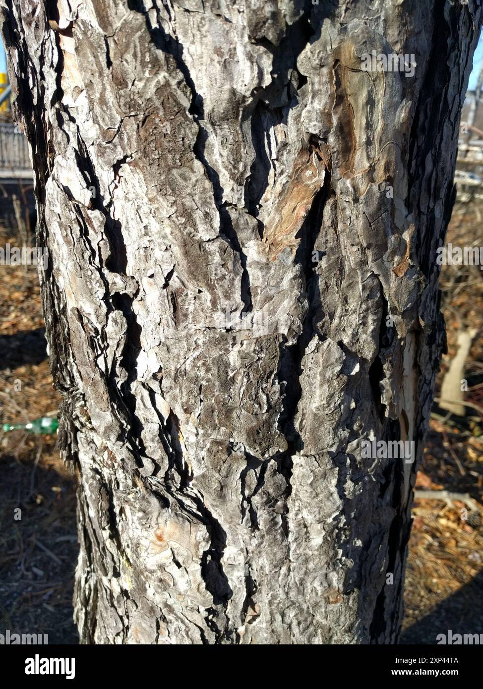 red pine (Pinus resinosa) Plantae Stock Photo - Alamy
