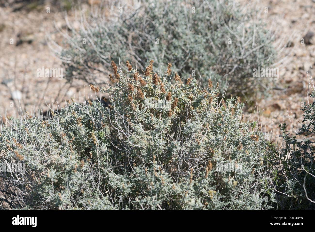 Burrobush (Ambrosia dumosa) Plantae Stock Photo - Alamy