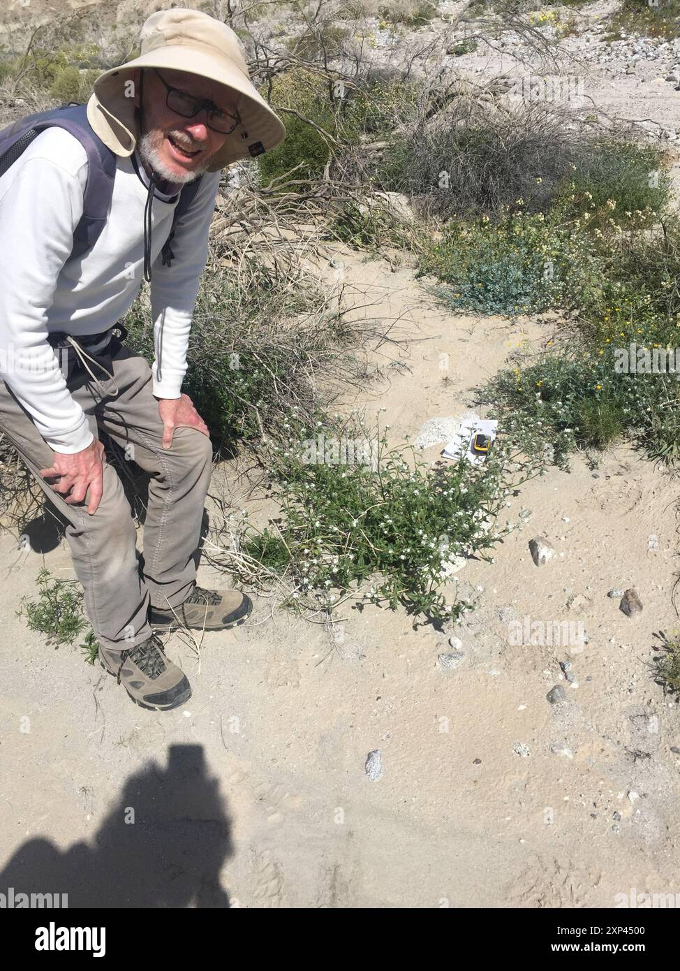 palm springs cryptantha (Cryptantha barbigera fergusoniae) Plantae ...