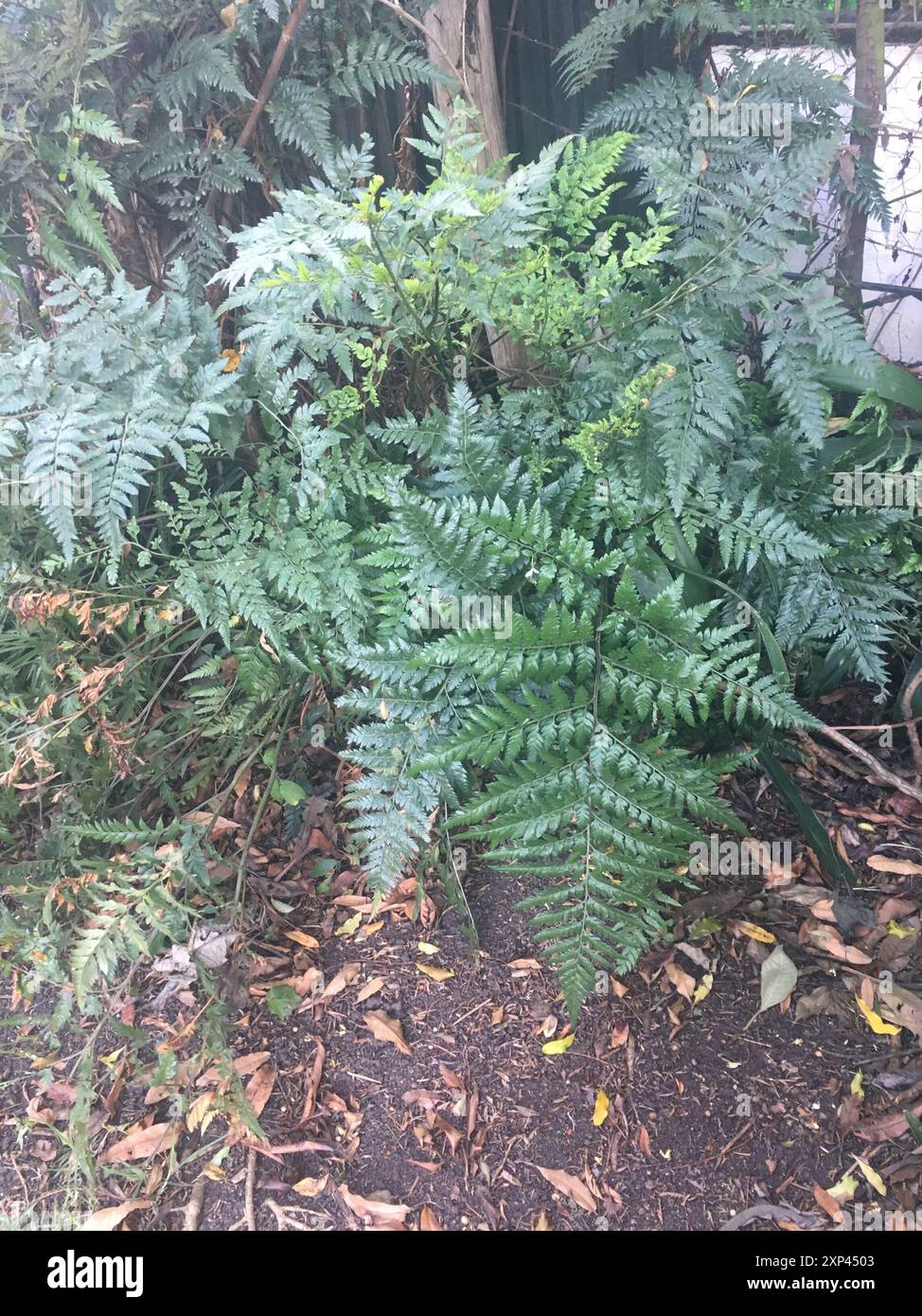 ferns (Polypodiopsida) Plantae Stock Photo - Alamy