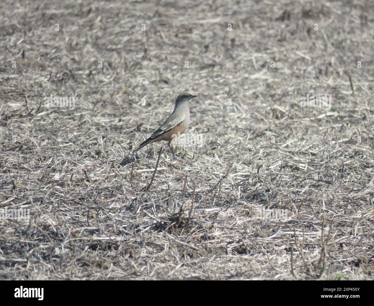 Chocolate tyrant hi-res stock photography and images - Alamy
