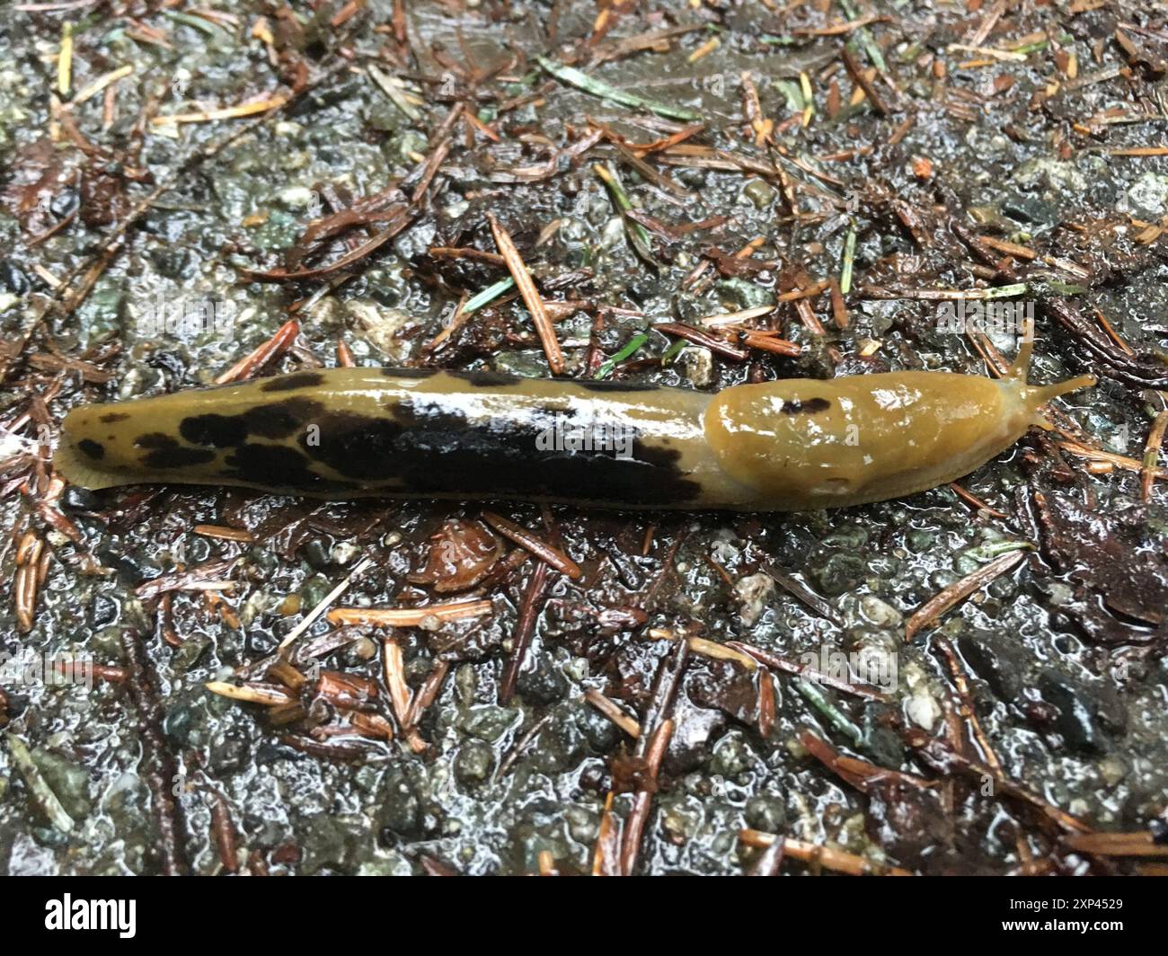 Pacific Banana Slug (Ariolimax columbianus) Mollusca Stock Photo - Alamy