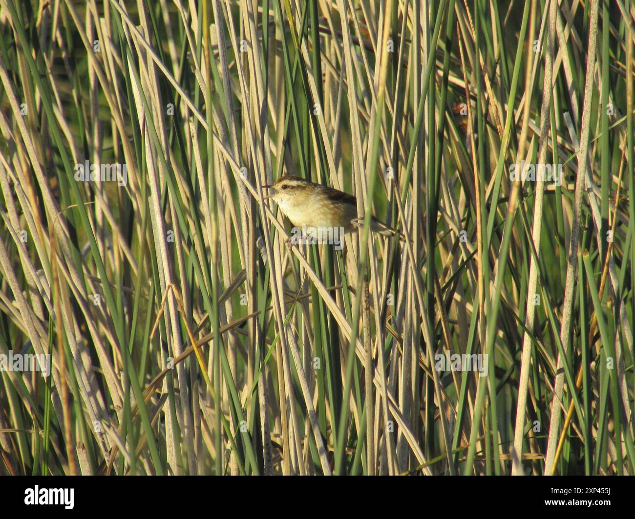 Grass Wren (Cistothorus platensis) Aves Stock Photo - Alamy