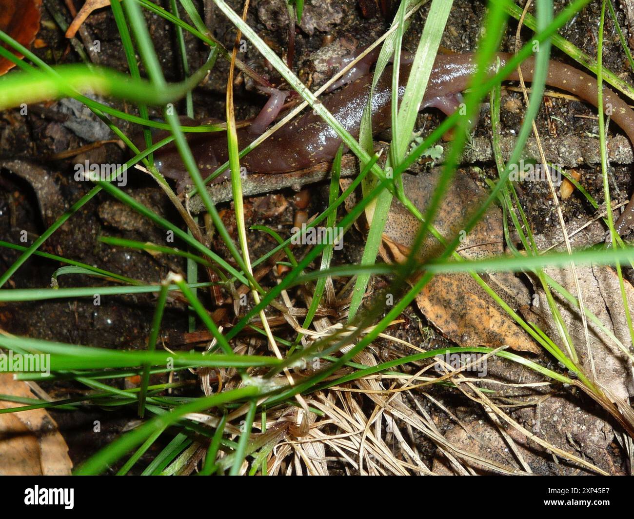 Arboreal Salamander (Aneides lugubris) Amphibia Stock Photo - Alamy