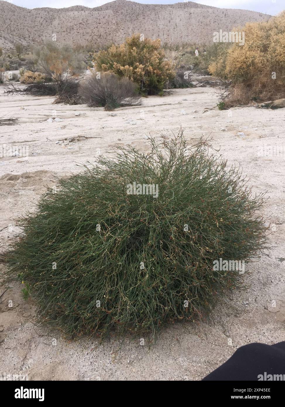 Narrow-leaved Stillingia (Stillingia linearifolia) Plantae Stock Photo ...