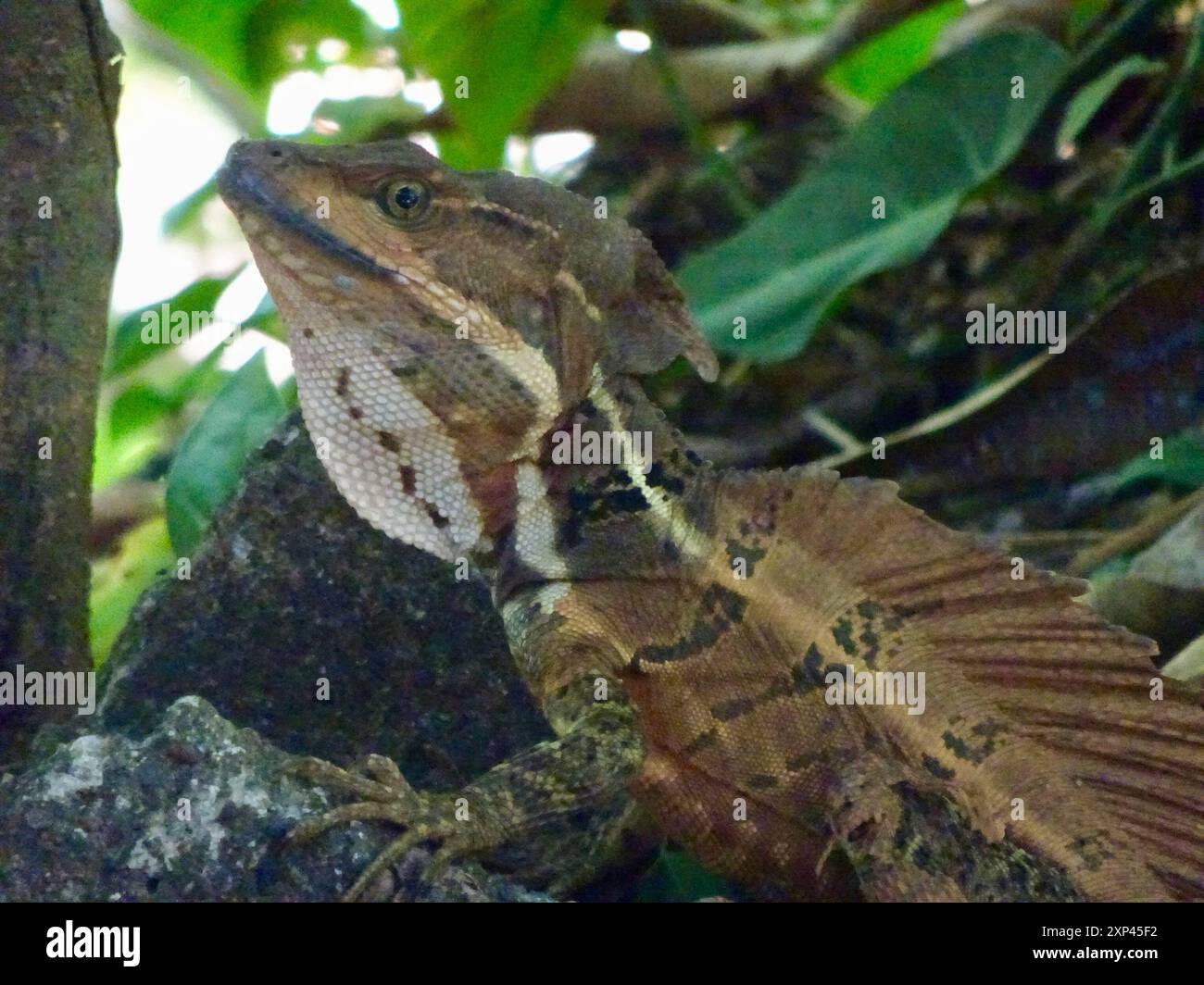 Common Basilisk (Basiliscus basiliscus) Reptilia Stock Photo - Alamy