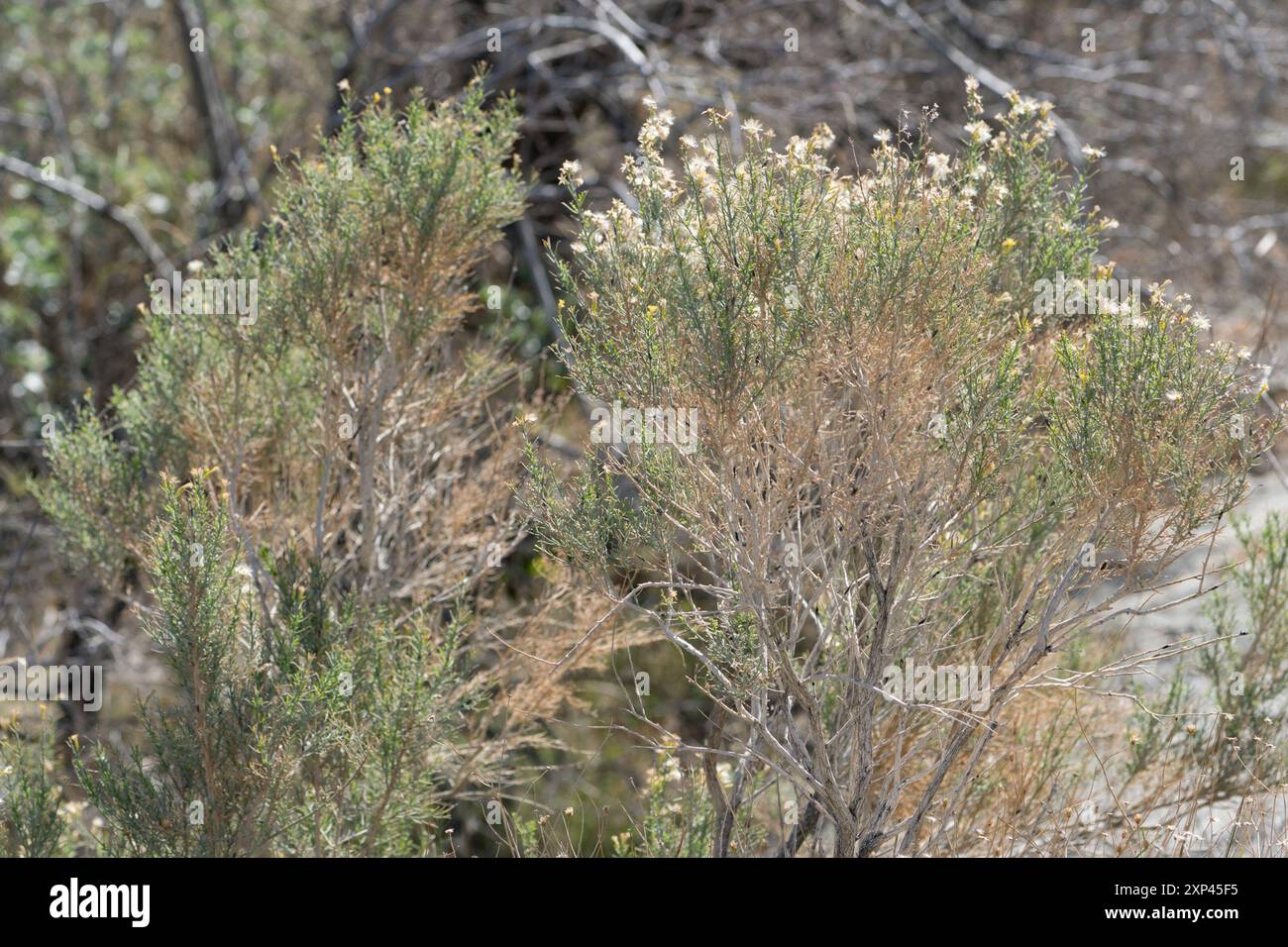 Black-banded Rabbitbrush (Ericameria paniculata) Plantae Stock Photo ...