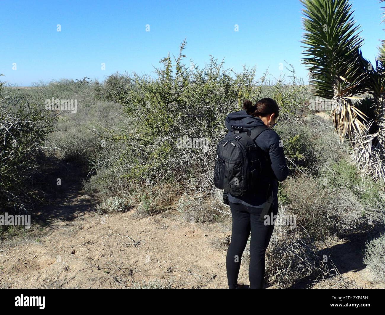 Desert Caper (Atamisquea emarginata) Plantae Stock Photo - Alamy