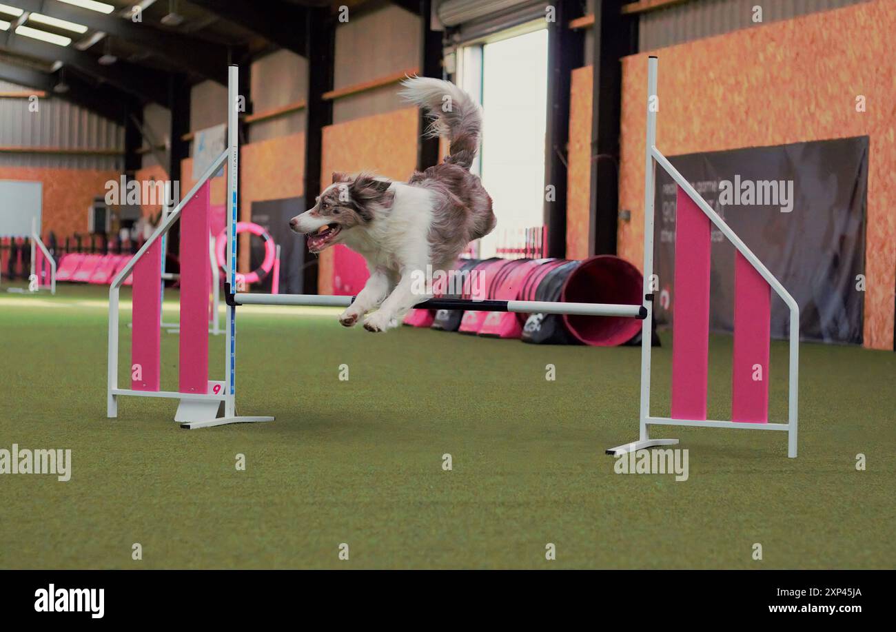 An adult, female, red and white merle, Border Collie dog, jumping over ...