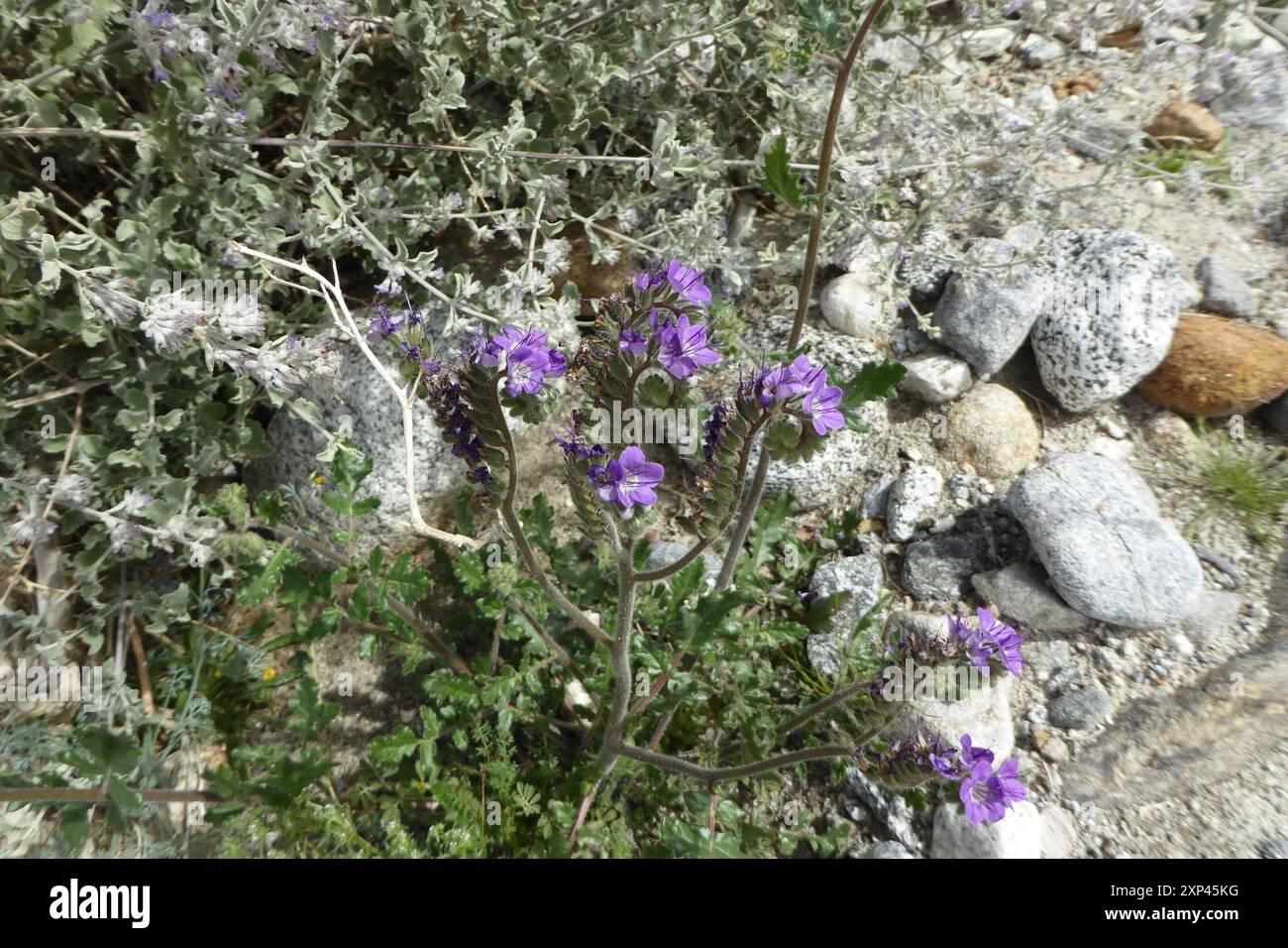 Notch leaf scorpionweed hi-res stock photography and images - Alamy
