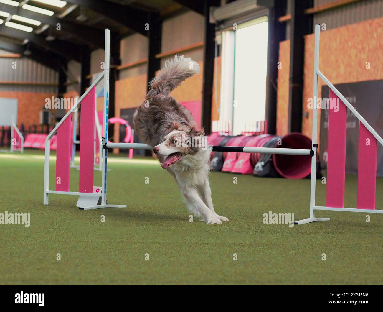 An adult, female, red and white merle, Border Collie dog, jumping over ...