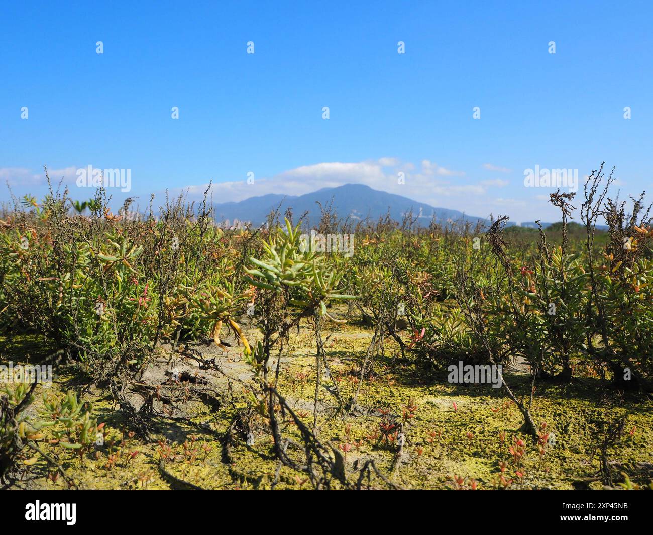 Herbaceous Seepweed (Suaeda maritima) Plantae Stock Photo - Alamy
