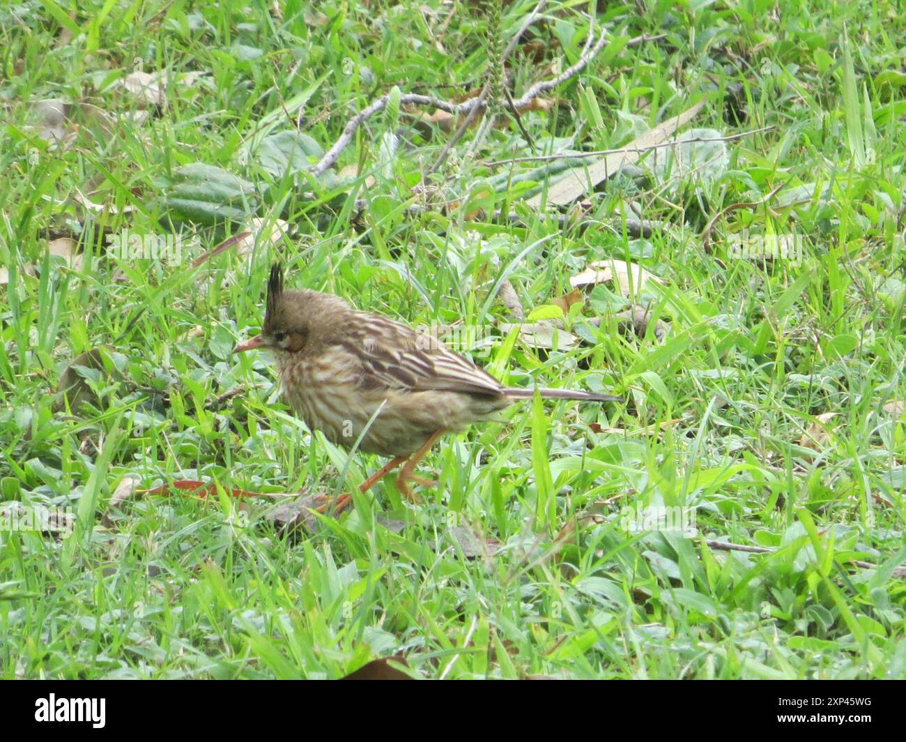 Lark-like Brushrunner (Coryphistera alaudina) Aves Stock Photo - Alamy