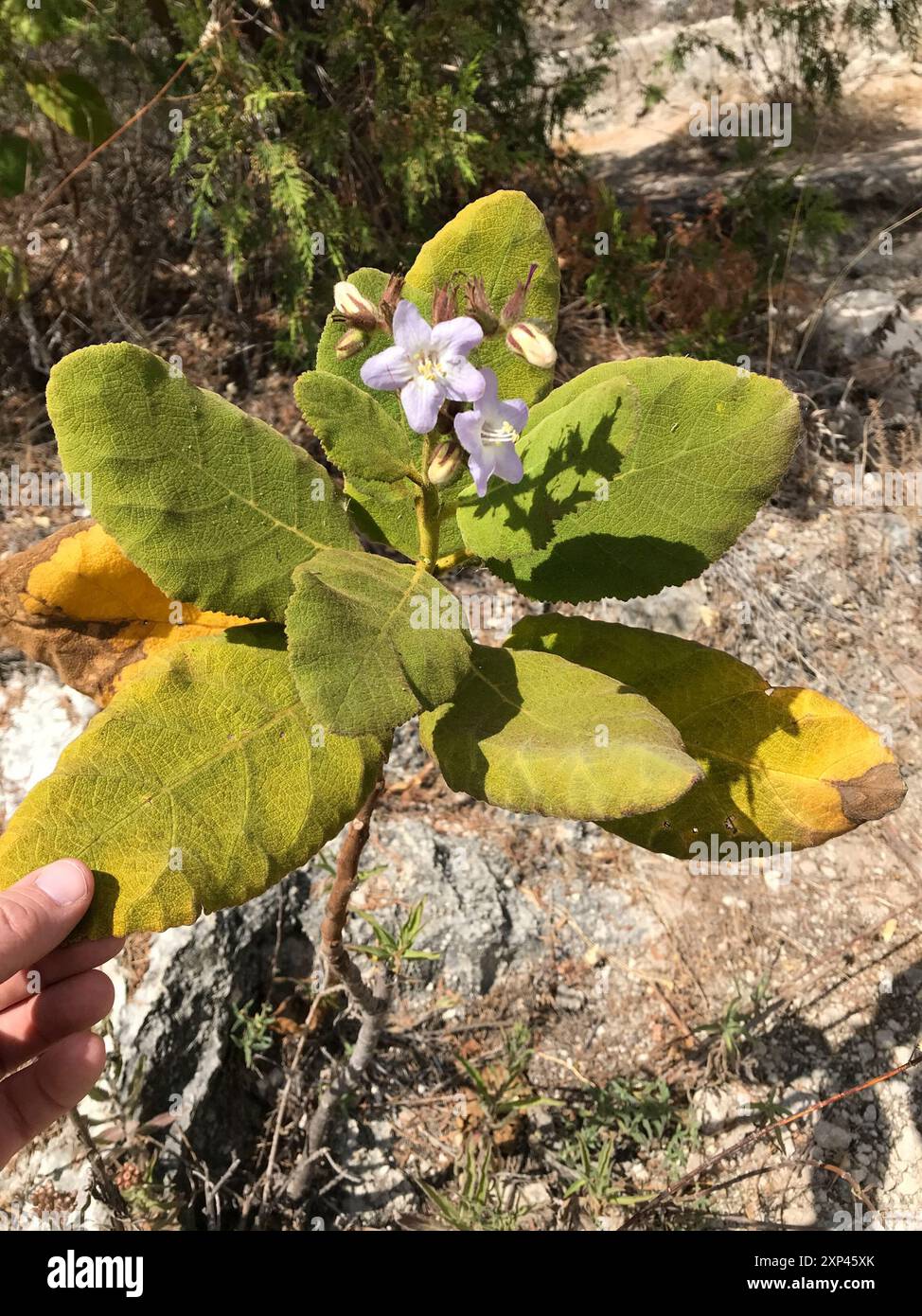 Wigandia hi-res stock photography and images - Alamy