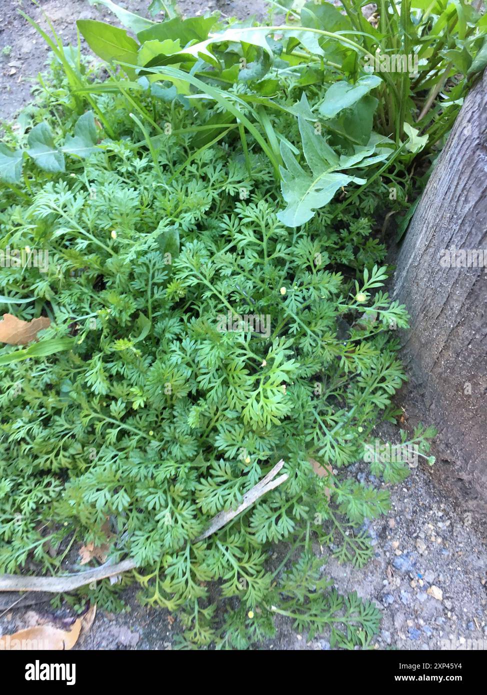 Common Cotula (Cotula australis) Plantae Stock Photo - Alamy