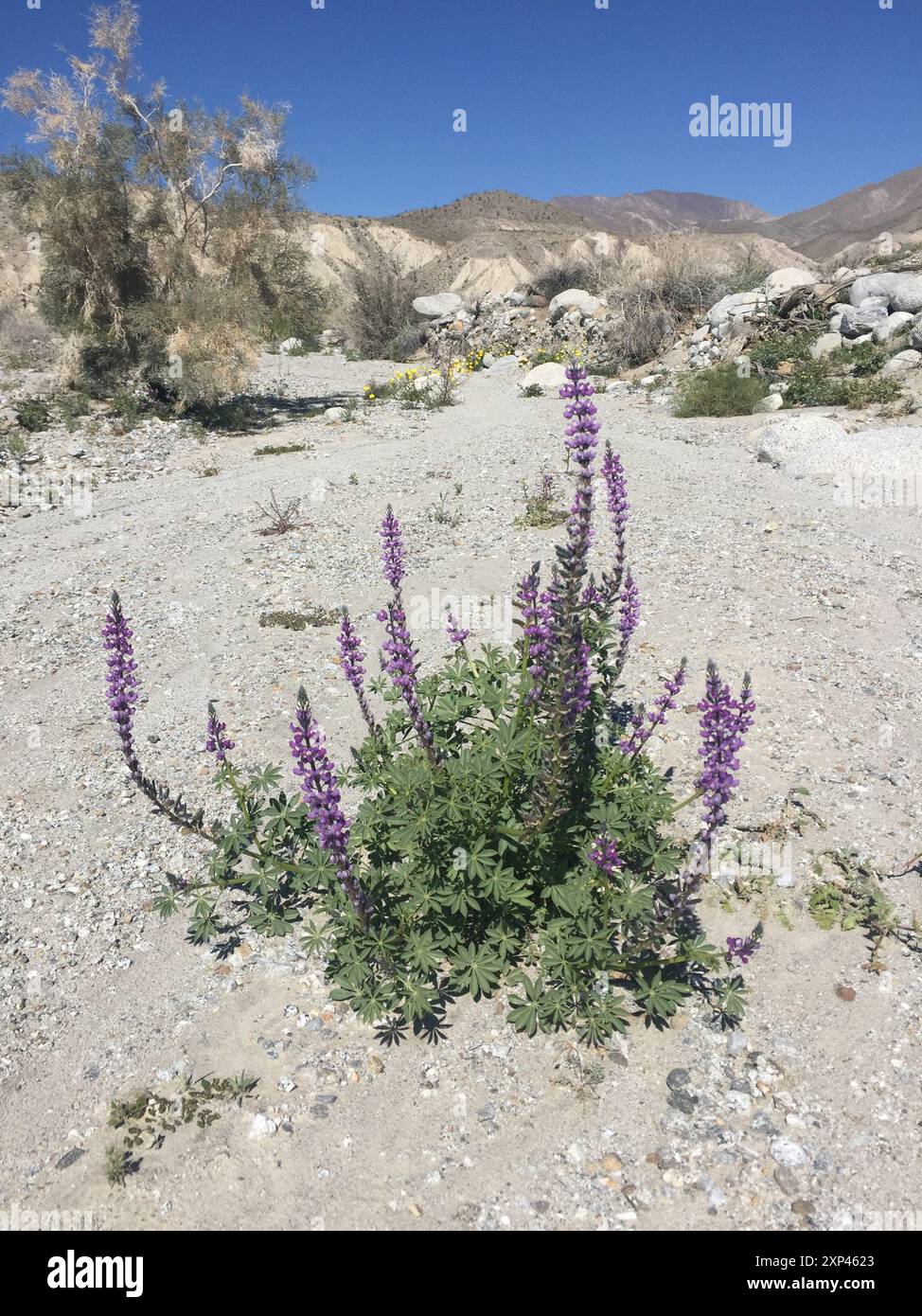 Arizona lupine (Lupinus arizonicus) Plantae Stock Photo - Alamy