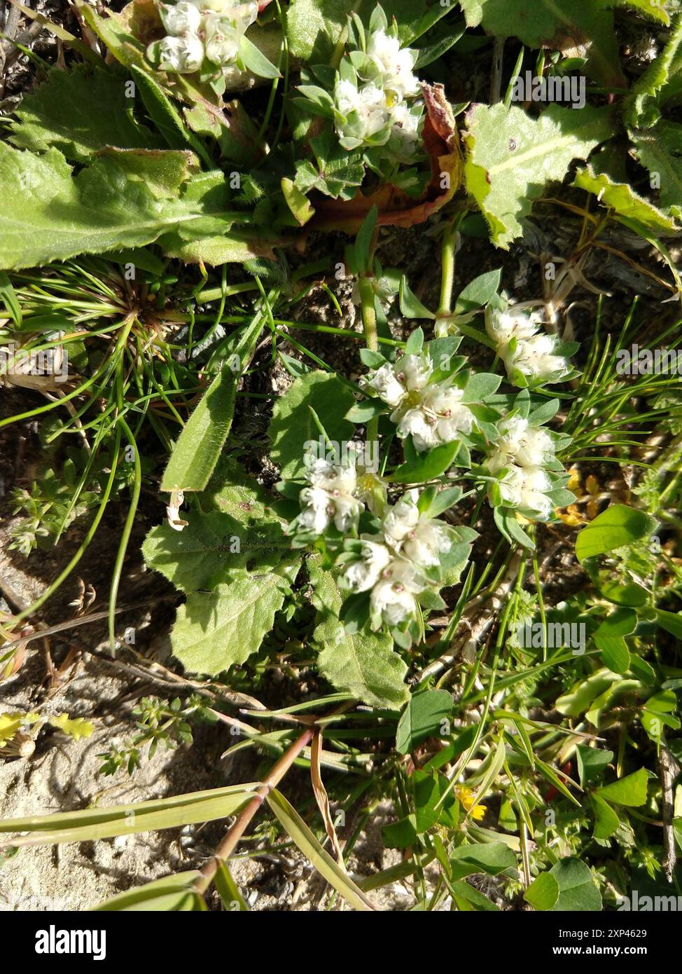 Algerian Tea (Paronychia argentea) Plantae Stock Photo - Alamy
