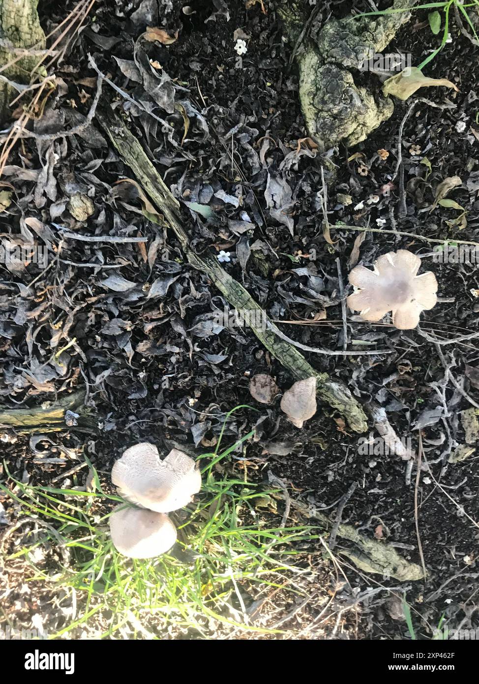 California Agaricus (Agaricus californicus) Fungi Stock Photo - Alamy