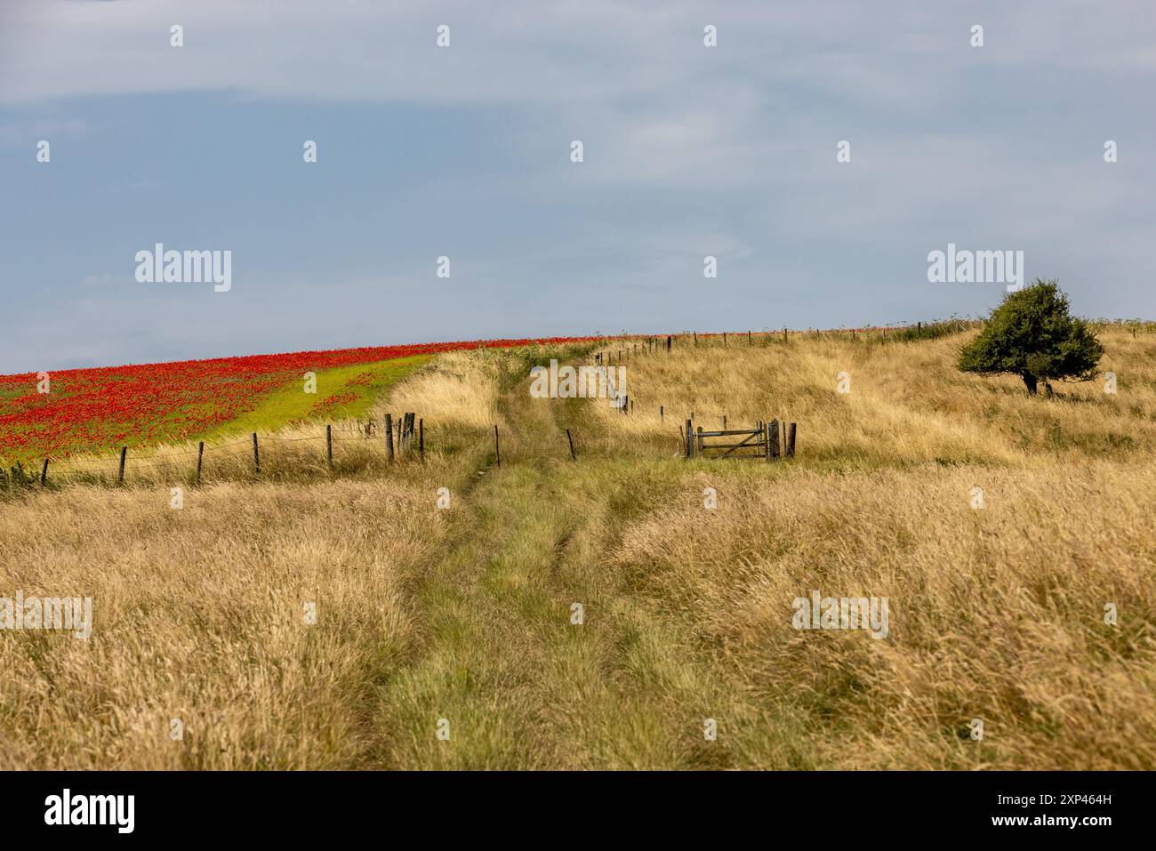 A pathway in the South Downs in Sussex, with a poppy field on one side ...