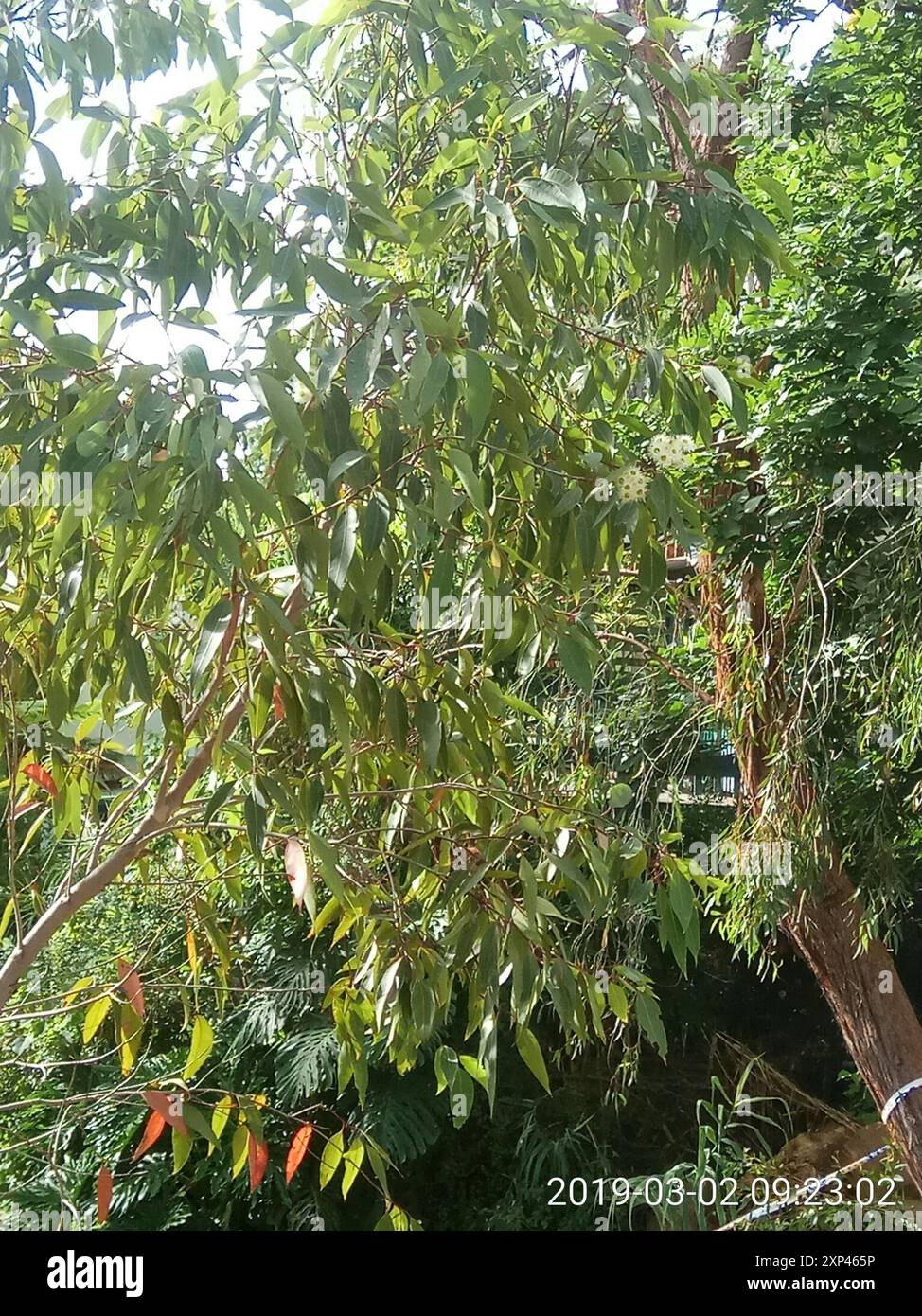 Red bloodwood hi-res stock photography and images - Alamy