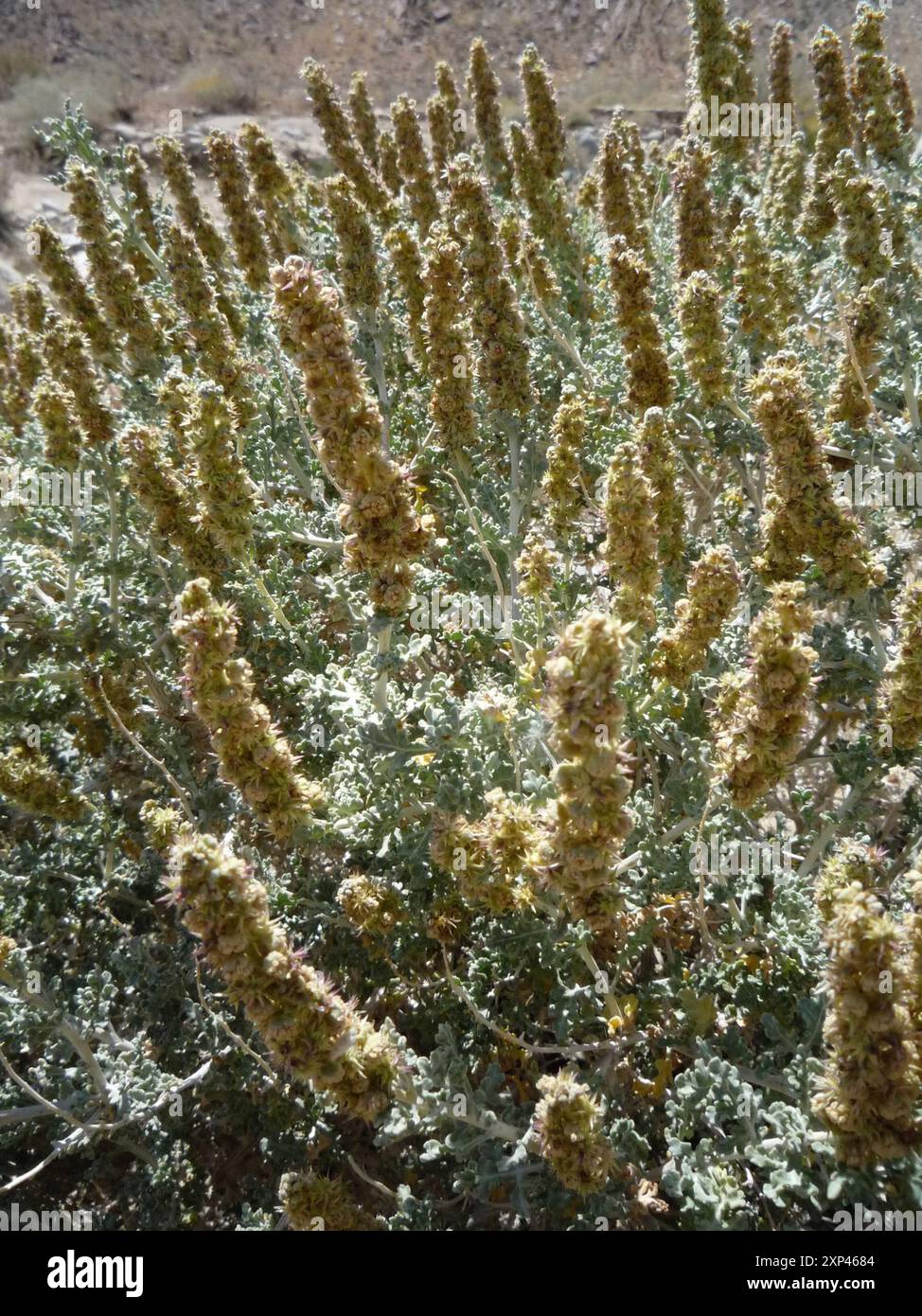 Burrobush (Ambrosia dumosa) Plantae Stock Photo - Alamy