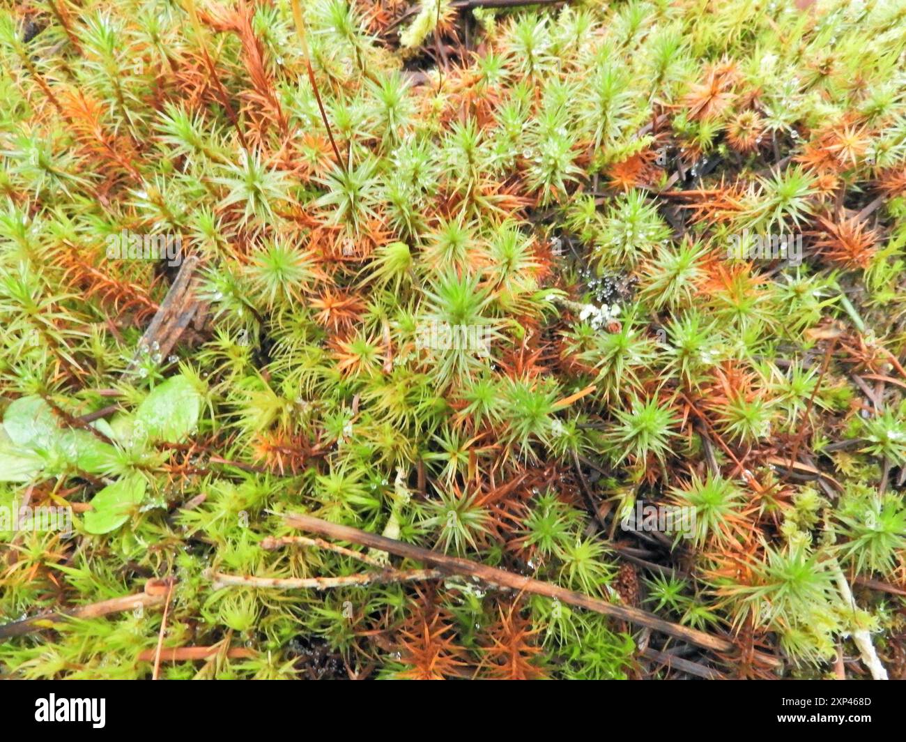 juniper haircap moss (Polytrichum juniperinum) Plantae Stock Photo - Alamy