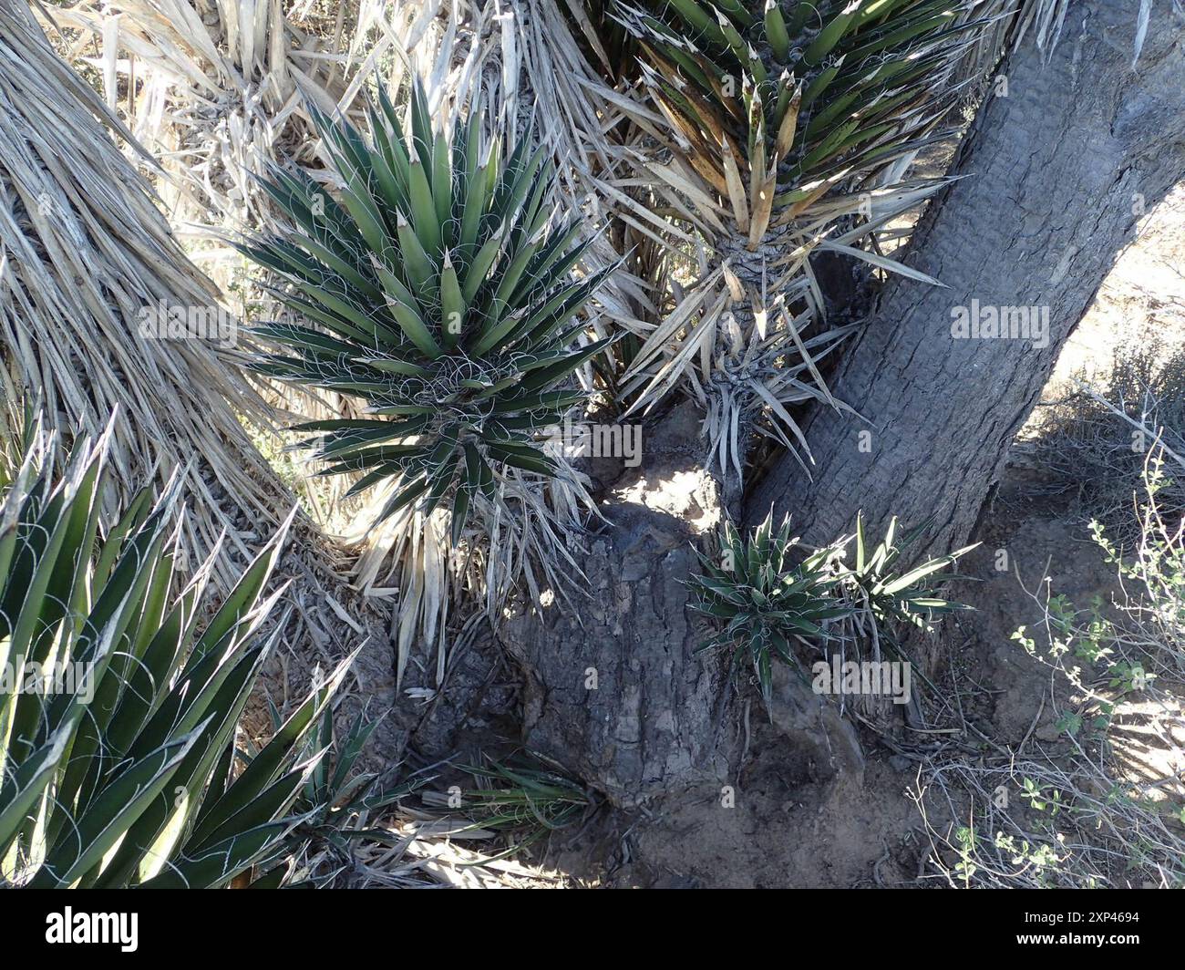 datilillo yucca (Yucca valida) Plantae Stock Photo - Alamy